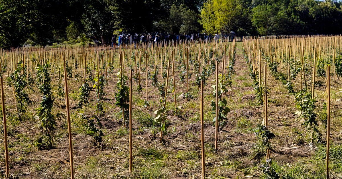 Rinasce la vigna storica di Roma: Inaugurato il vigneto nel Parco di ...